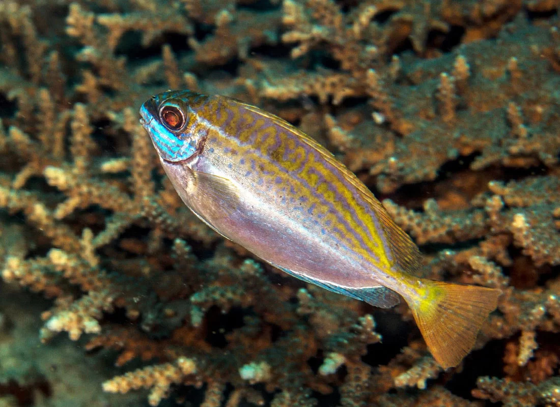 Dusky Spinefoot (Siganus Luridus) | Sport Fishing Turkey