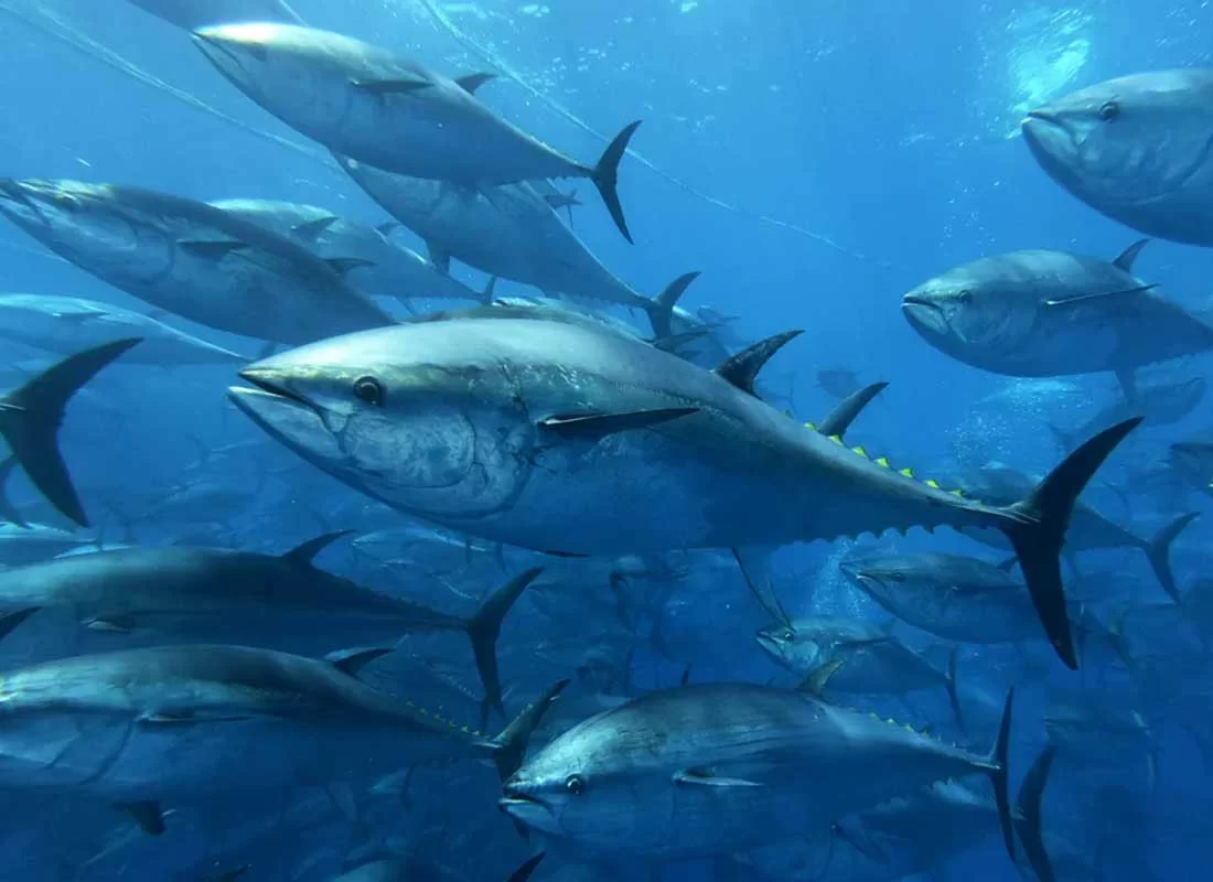 A Beginner's Guide To Deep Sea Fishing In Türkiye | Sport Fishing Turkey