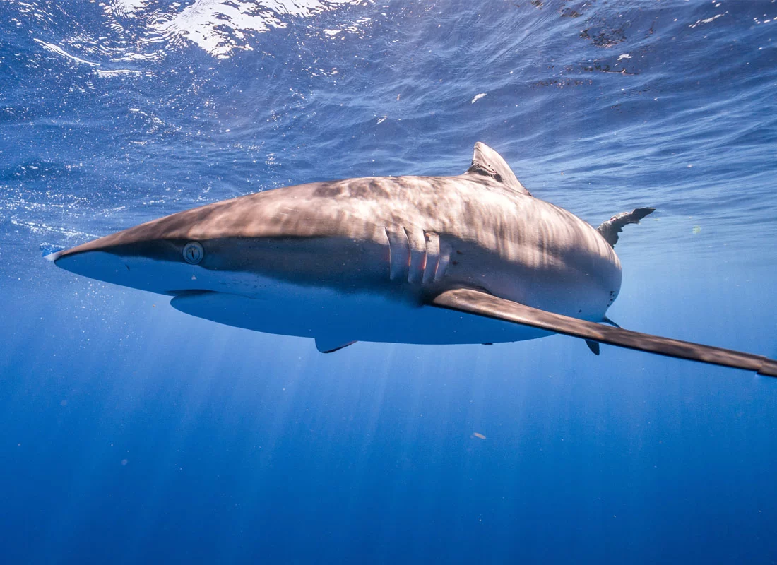 Silky Shark (Carcharhinus Falciformis) | Sport Fishing Turkey