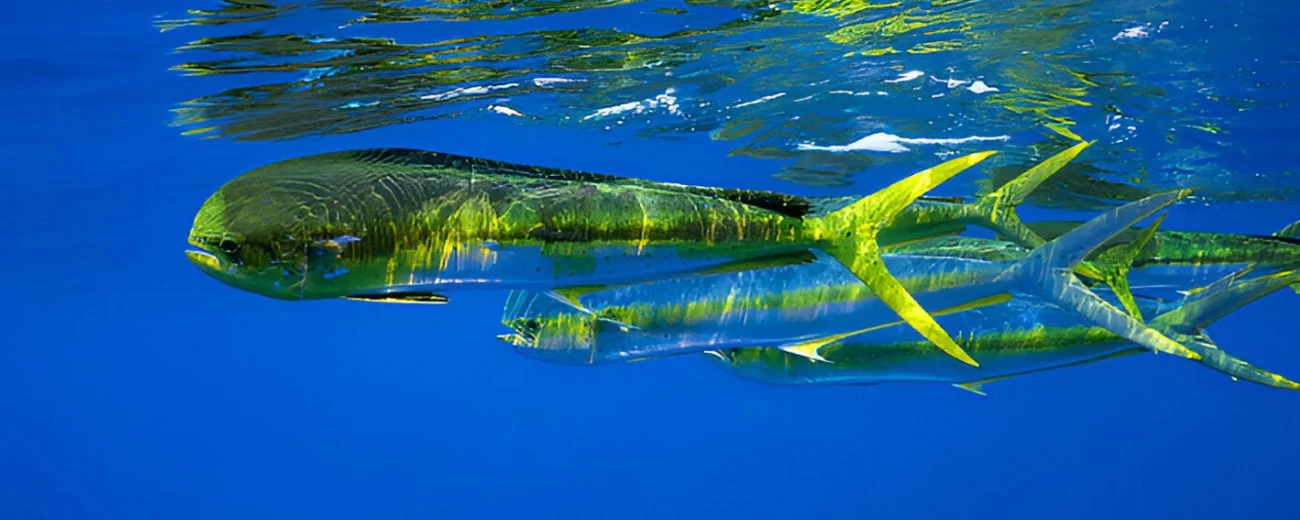 Game Fish Species | Sport Fishing Turkey