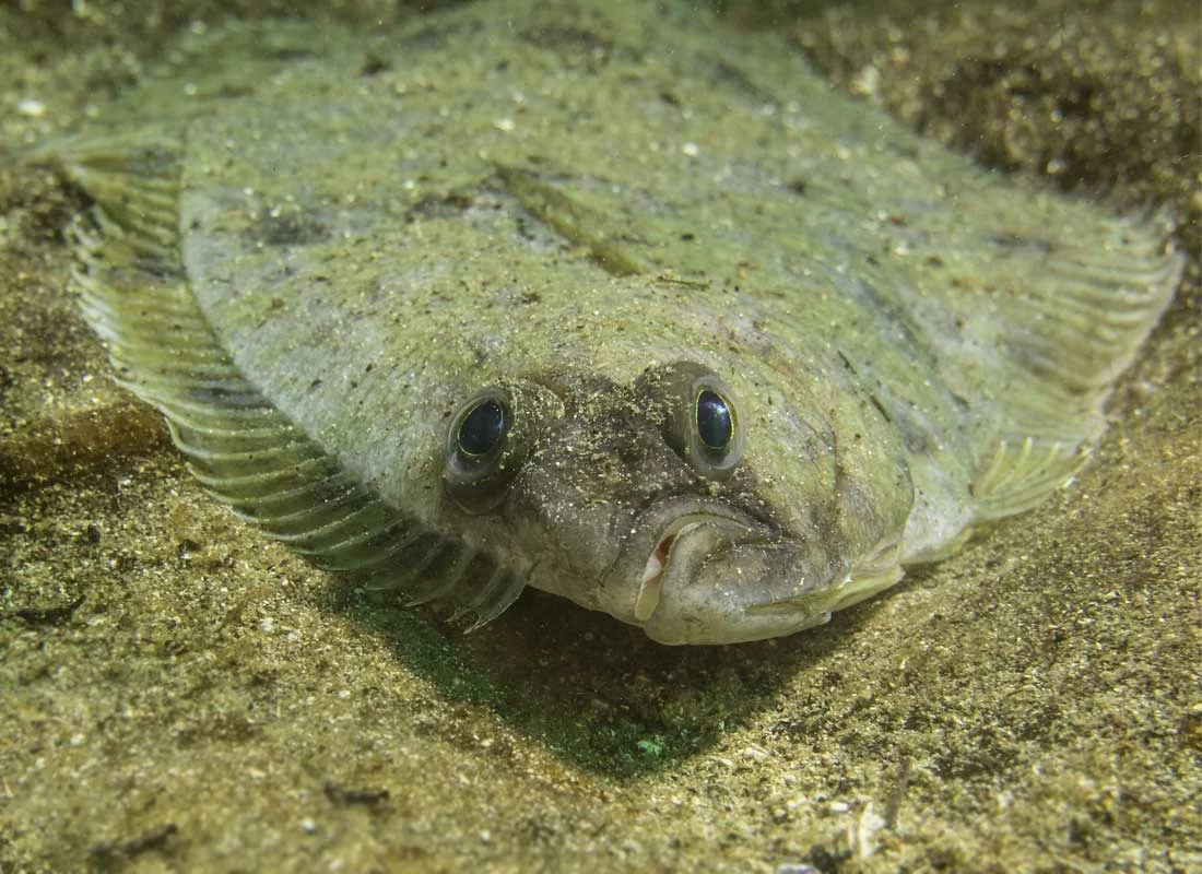 Flatfish Species In Türkiye: An Essential Guide To 10 Remarkable Bottom ...